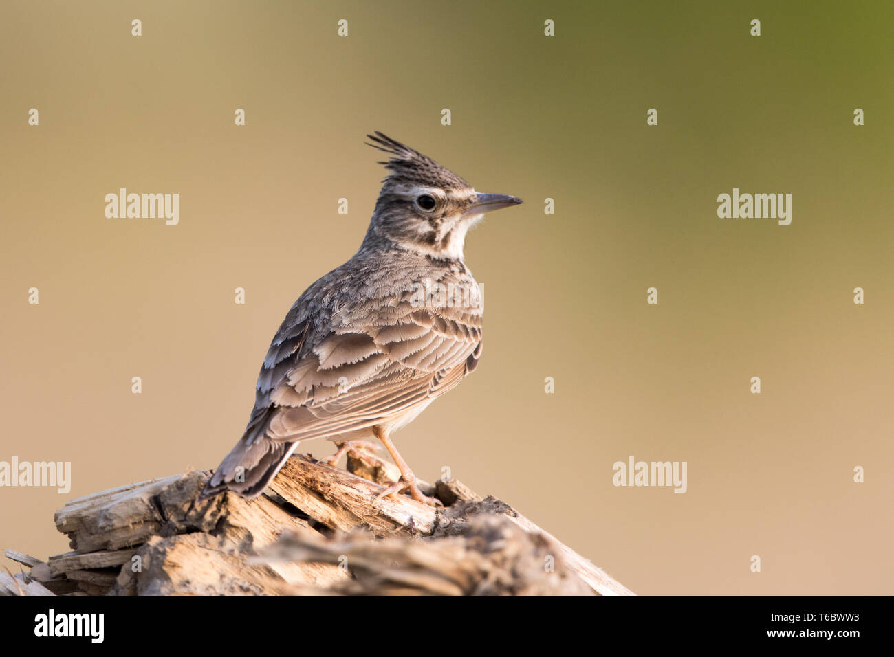 Lark Spring High Resolution Stock Photography and Images - Alamy