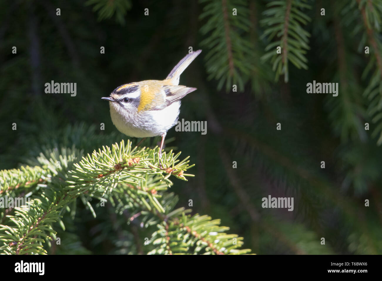 Firecrest hi-res stock photography and images - Alamy