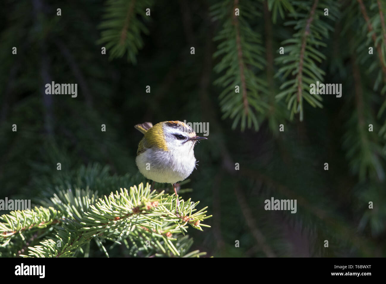 Firecrest hi-res stock photography and images - Alamy