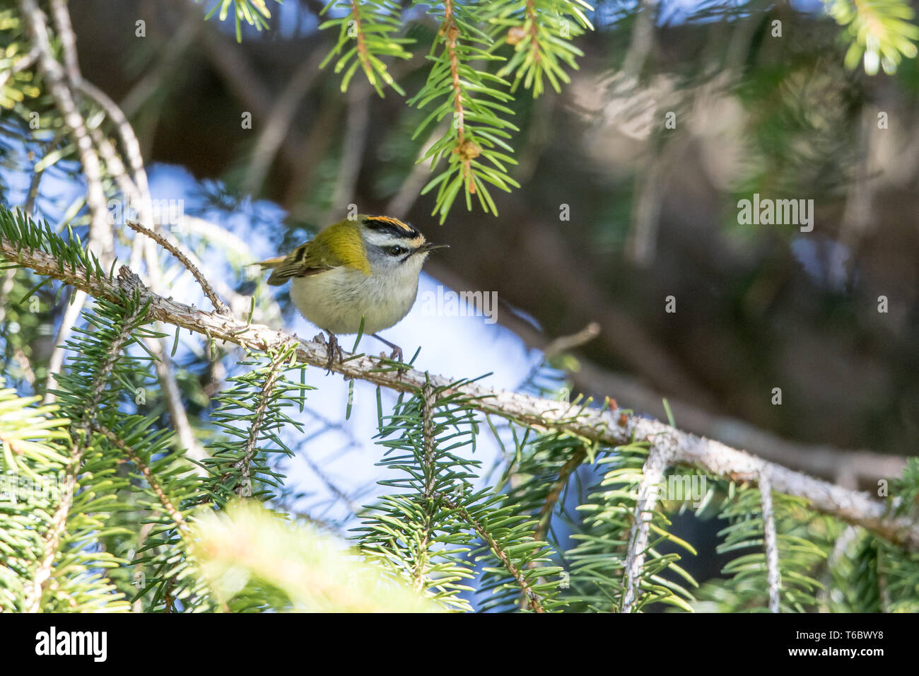 Common firecrest hi-res stock photography and images - Alamy