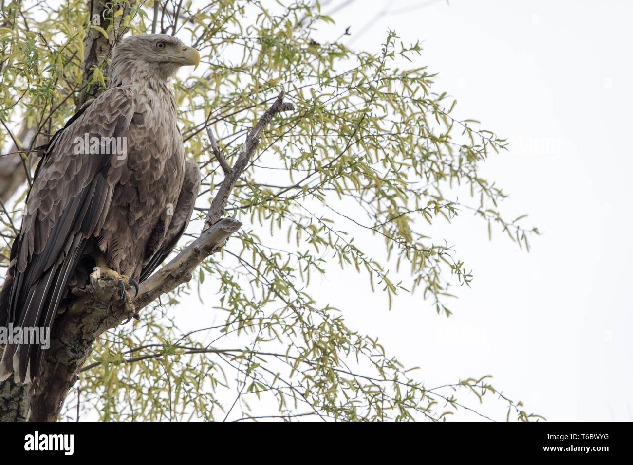 Wild white tailed eagle hi-res stock photography and images - Alamy