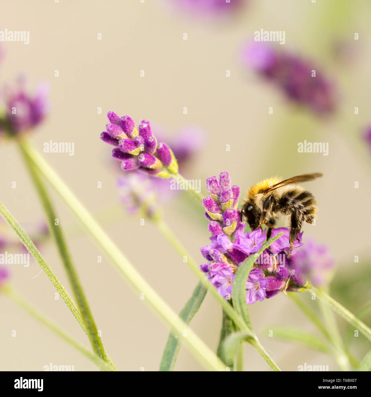 Apis mellifica mellifica hi-res stock photography and images - Alamy