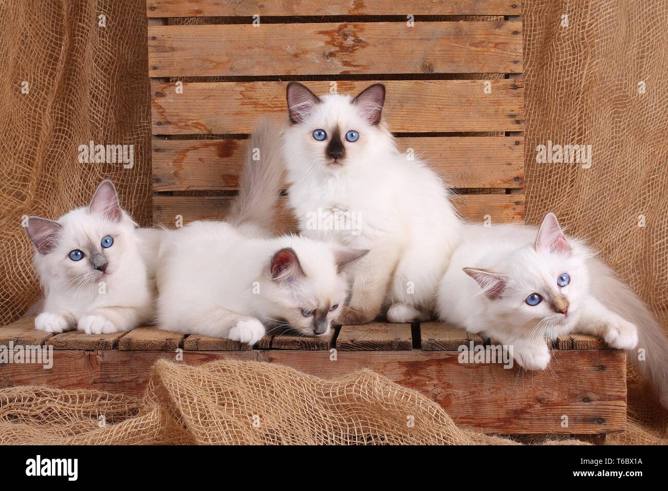Sacred Cat of Birma, Birman Cat Stock Photo - Alamy