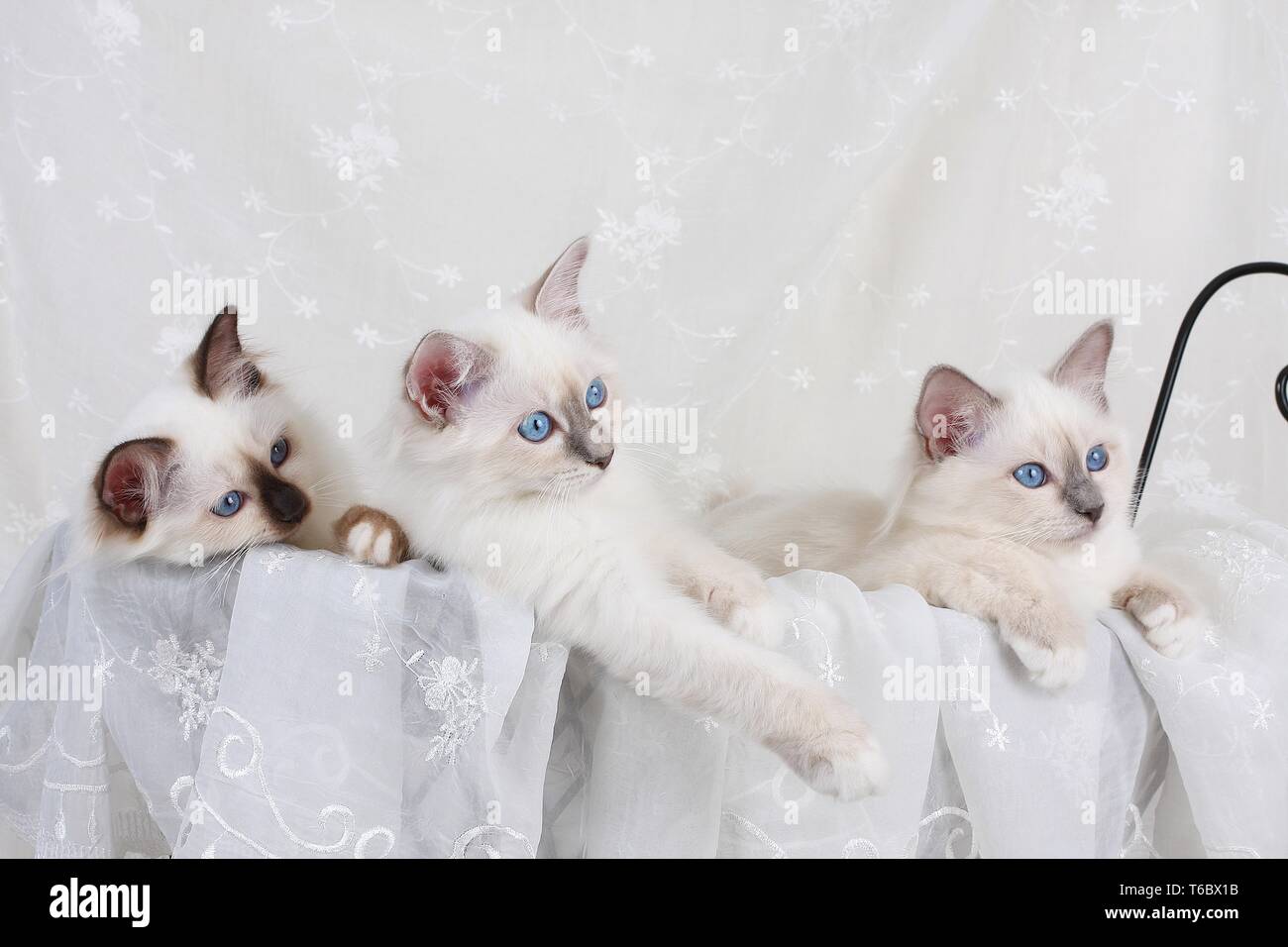 Sacred Cat of Birma, Birman Cat Stock Photo - Alamy