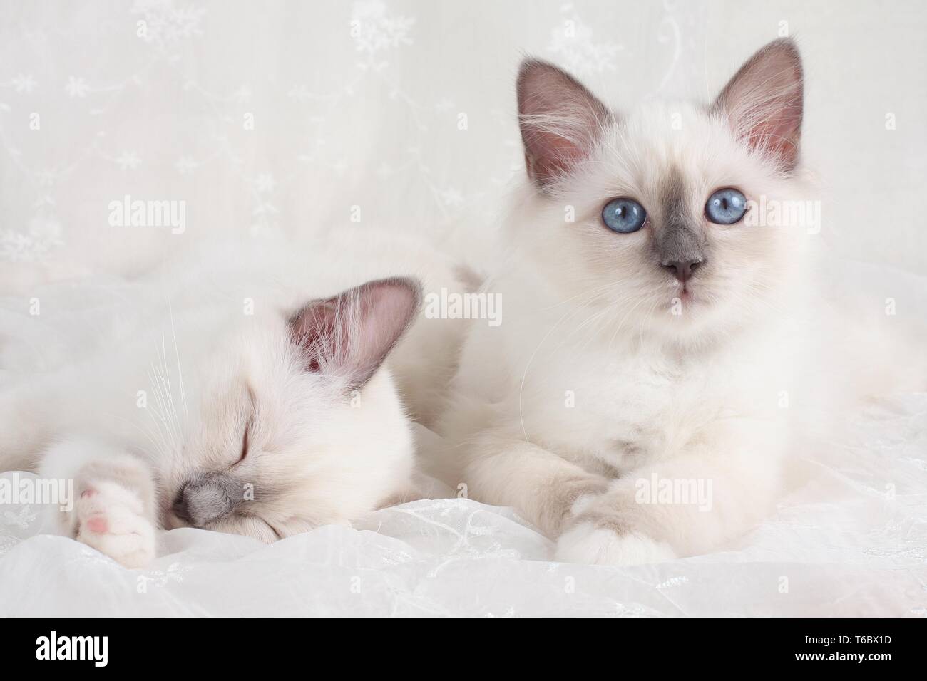 Sacred Cat of Birma, Birman Cat Stock Photo - Alamy