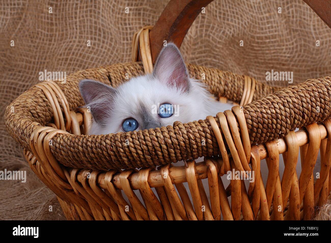 Sacred Cat of Birma, Birman Cat Stock Photo - Alamy