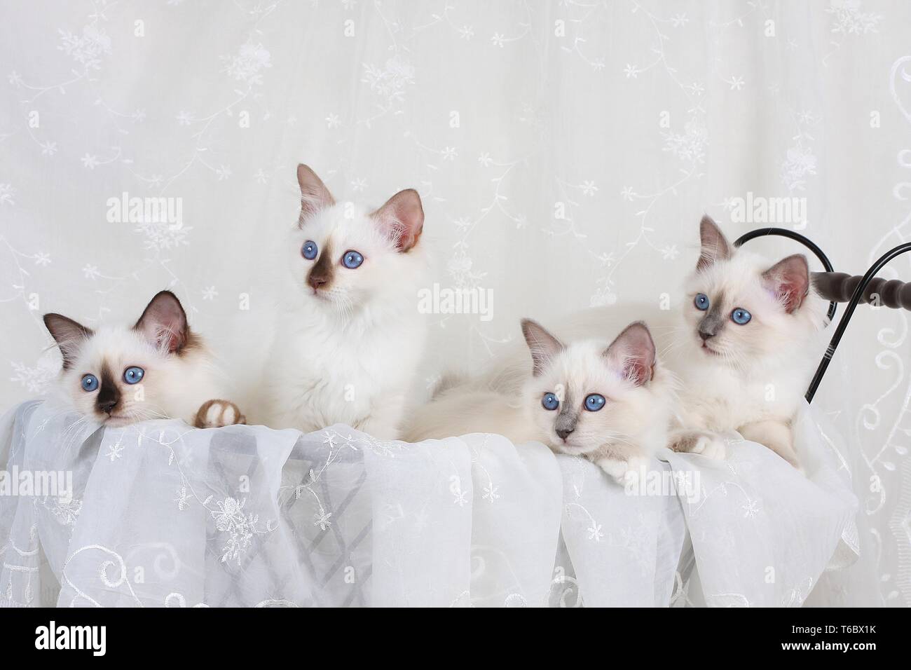 Sacred Cat of Birma, Birman Cat Stock Photo - Alamy