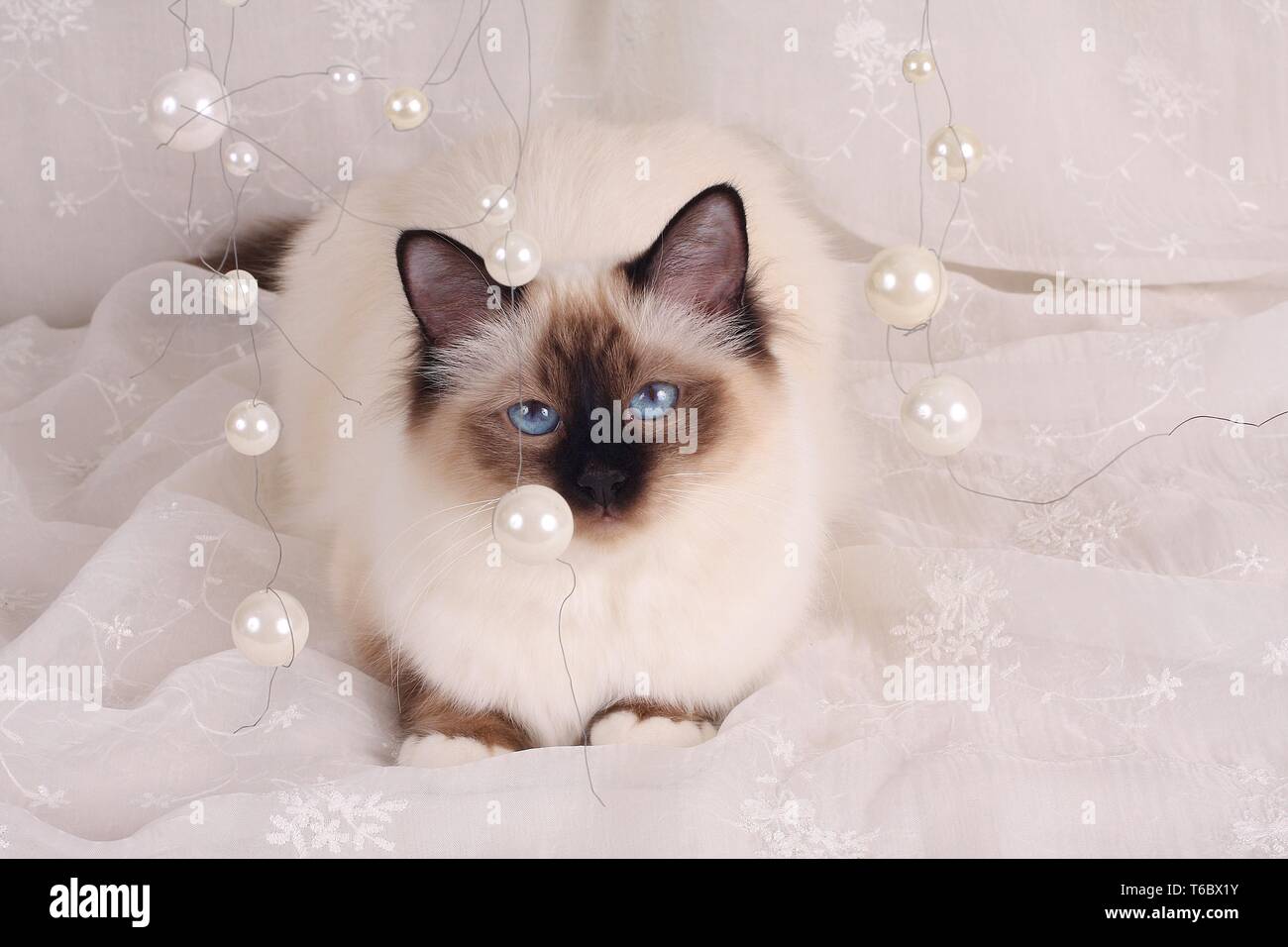 Sacred Cat of Birma, Birman Cat Stock Photo - Alamy