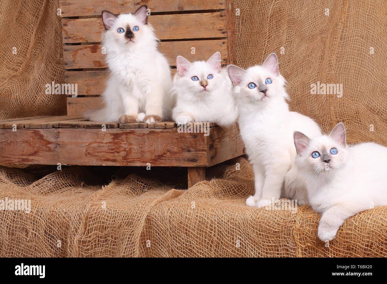 Sacred Cat of Birma, Birman Cat Stock Photo - Alamy