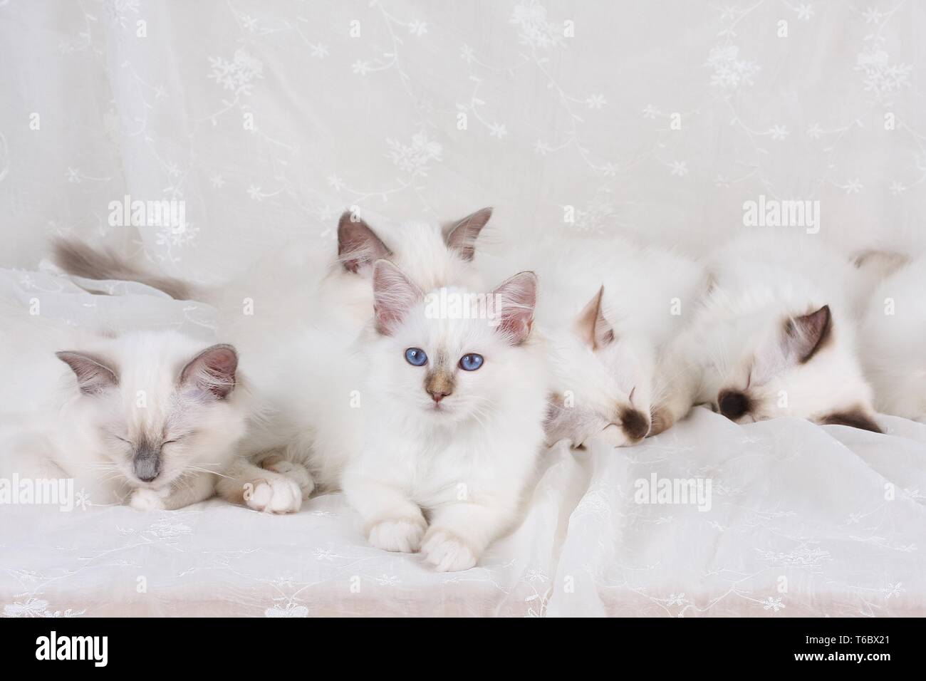Sacred Cat of Birma, Birman Cat Stock Photo - Alamy