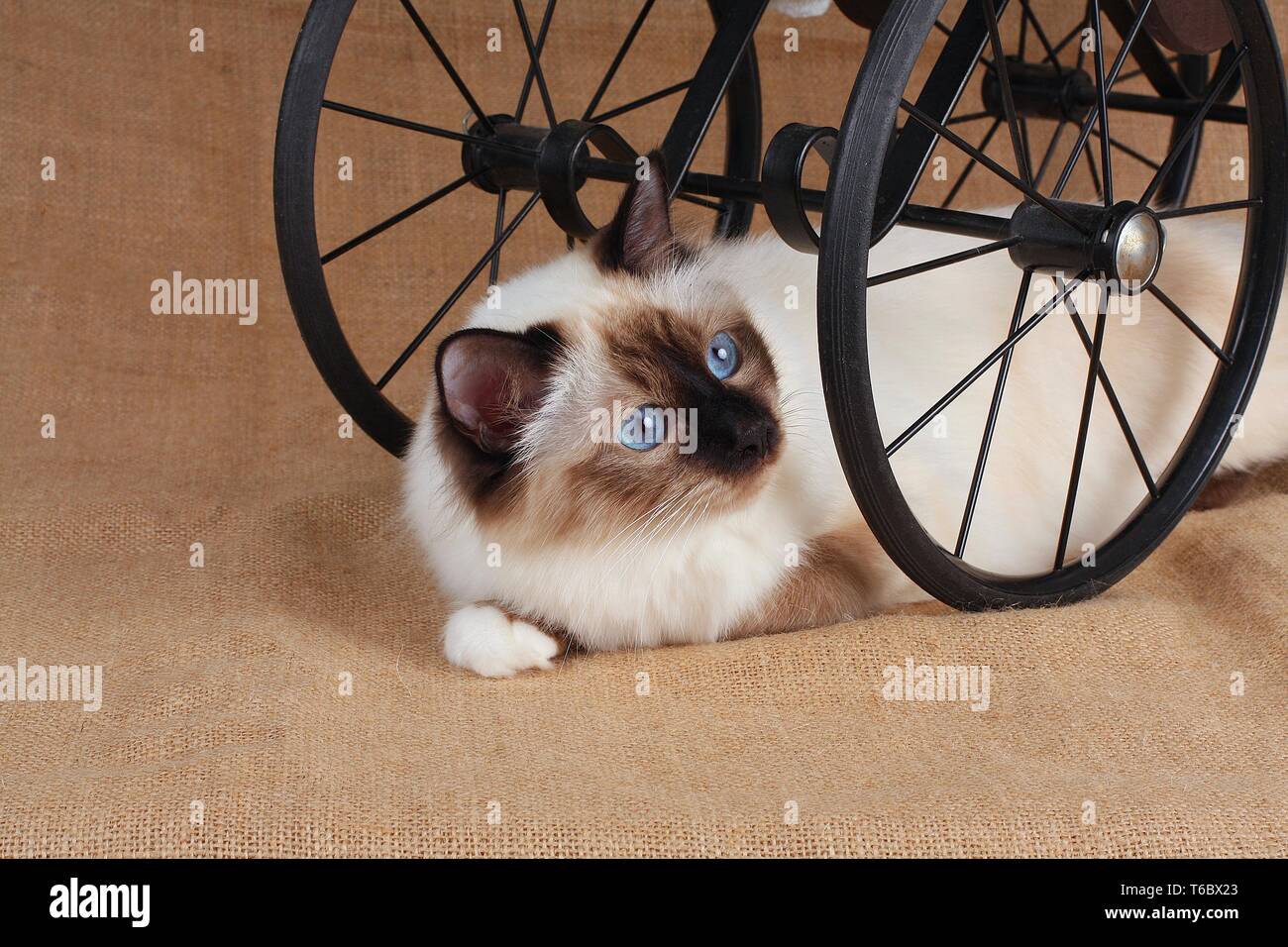 Sacred Cat of Birma, Birman Cat Stock Photo - Alamy