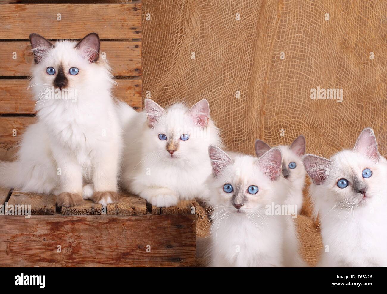 Sacred Cat of Birma, Birman Cat Stock Photo - Alamy