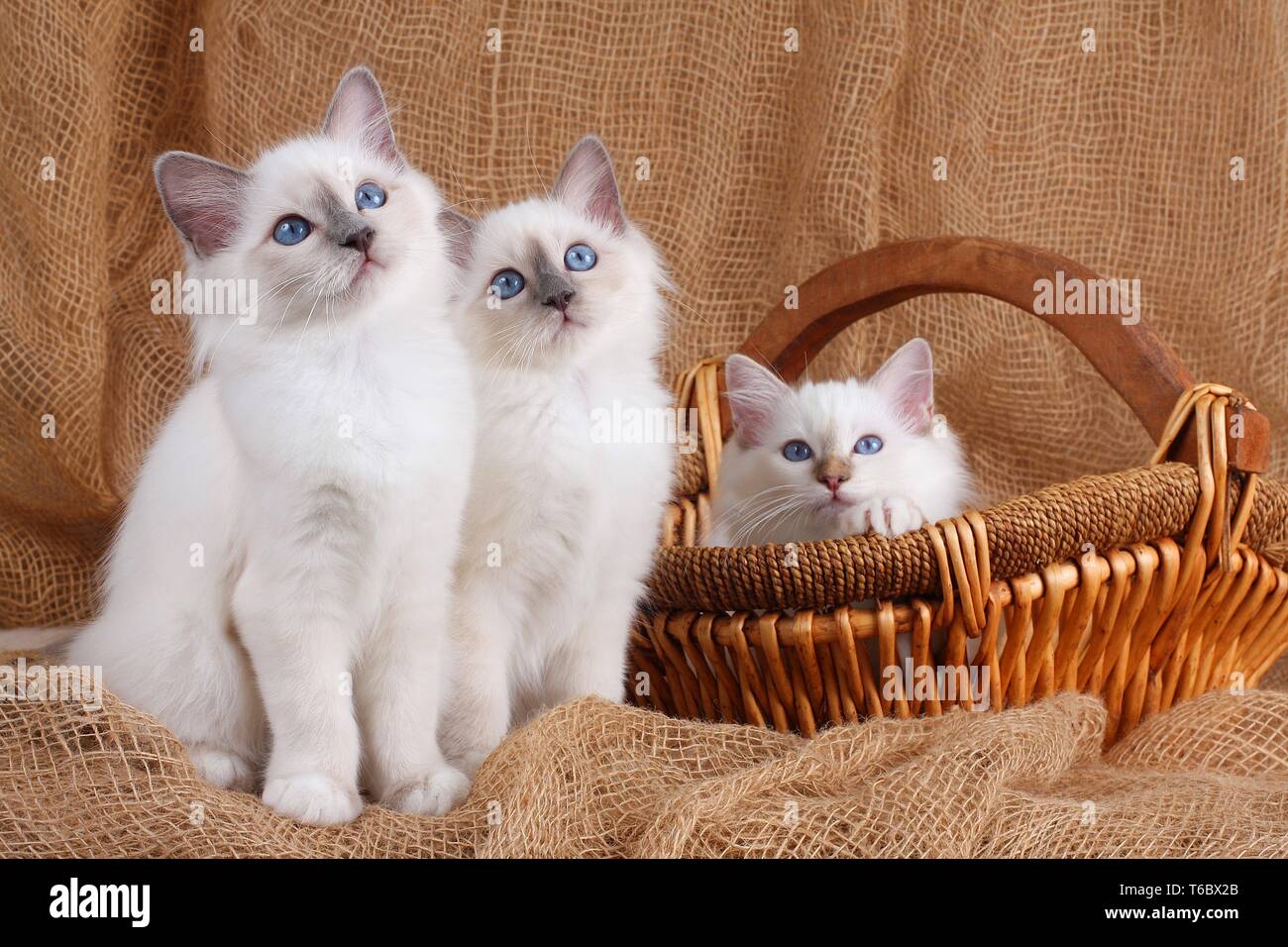 Sacred Cat of Birma, Birman Cat Stock Photo - Alamy