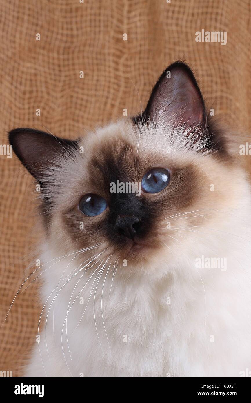 Sacred Cat of Birma, Birman Cat Stock Photo - Alamy