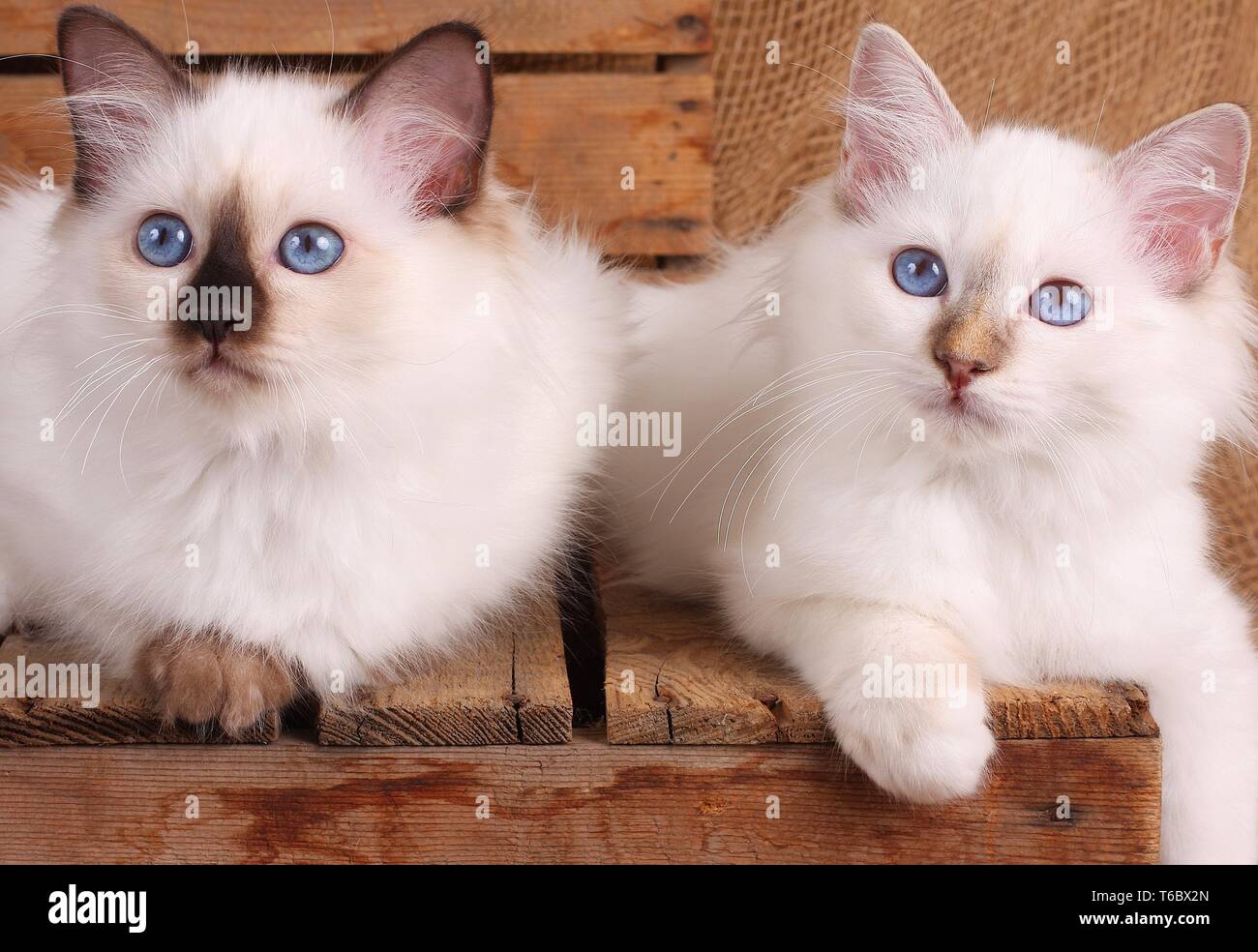 Sacred Cat of Birma, Birman Cat Stock Photo - Alamy