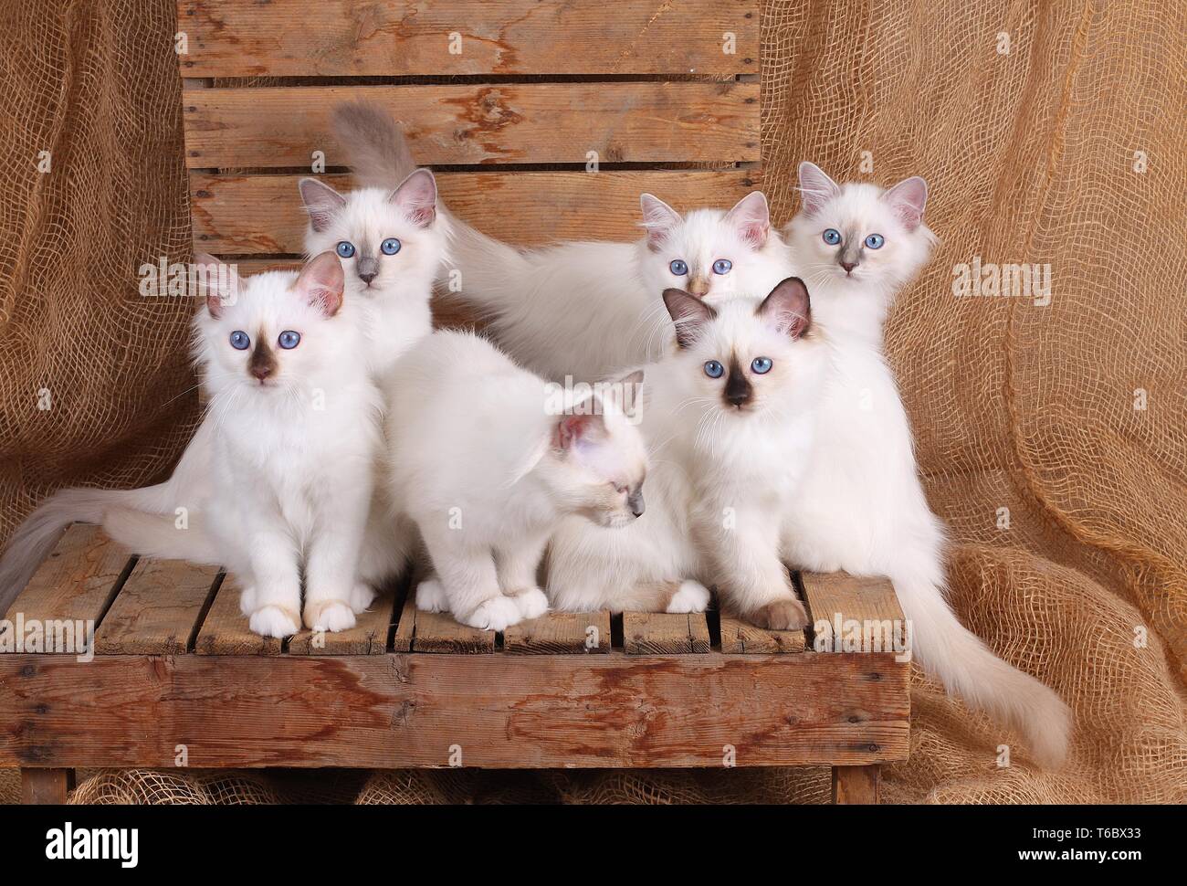 Sacred Cat of Birma, Birman Cat Stock Photo - Alamy