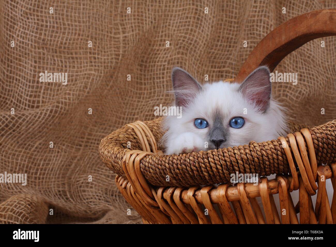 Sacred Cat of Birma, Birman Cat Stock Photo - Alamy