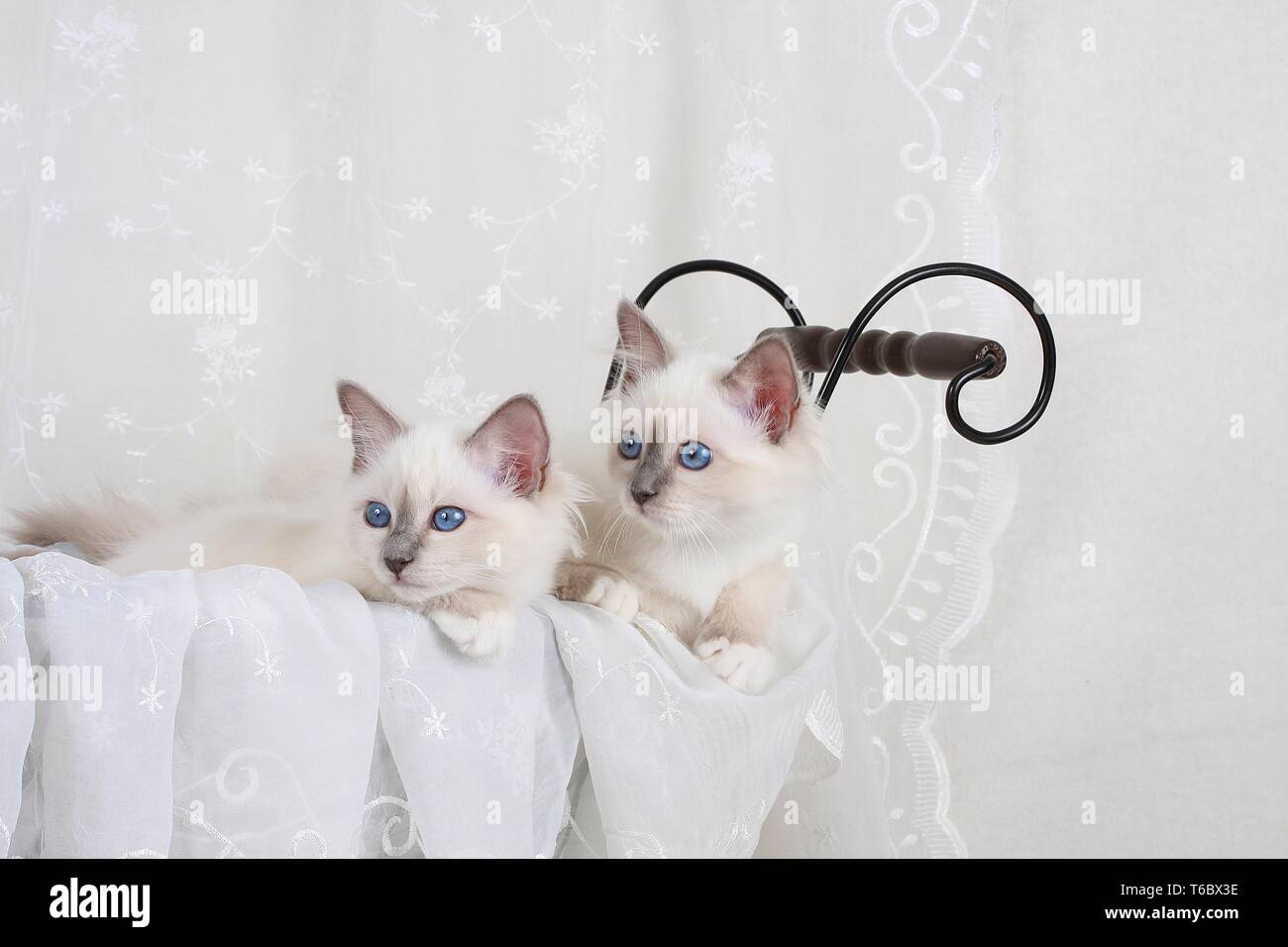 Sacred Cat of Birma, Birman Cat Stock Photo - Alamy