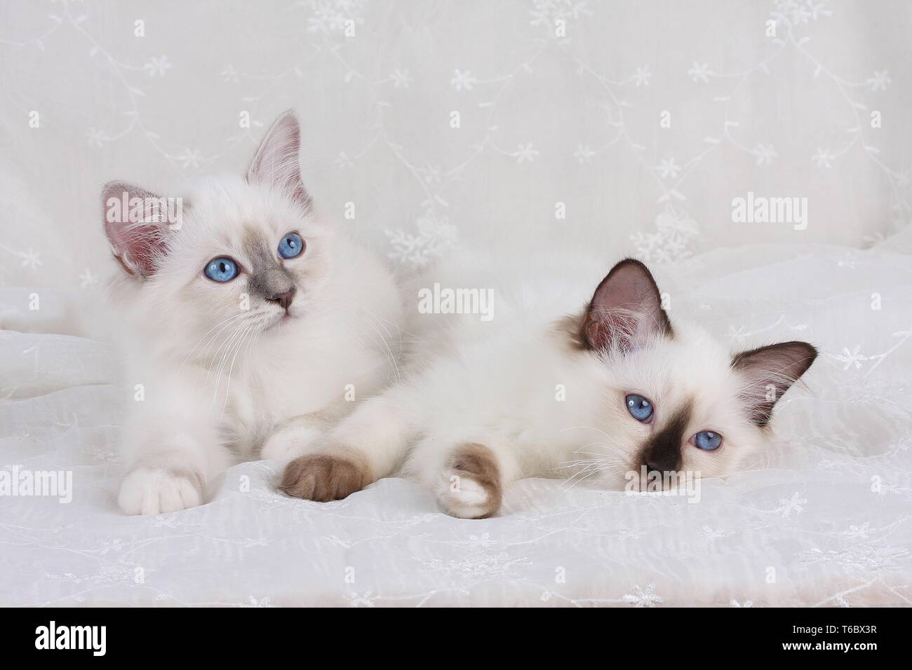 Sacred Cat of Birma, Birman Cat Stock Photo - Alamy