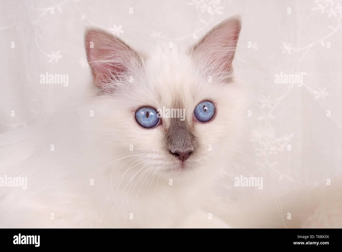 Sacred Cat of Birma, Birman Cat Stock Photo - Alamy