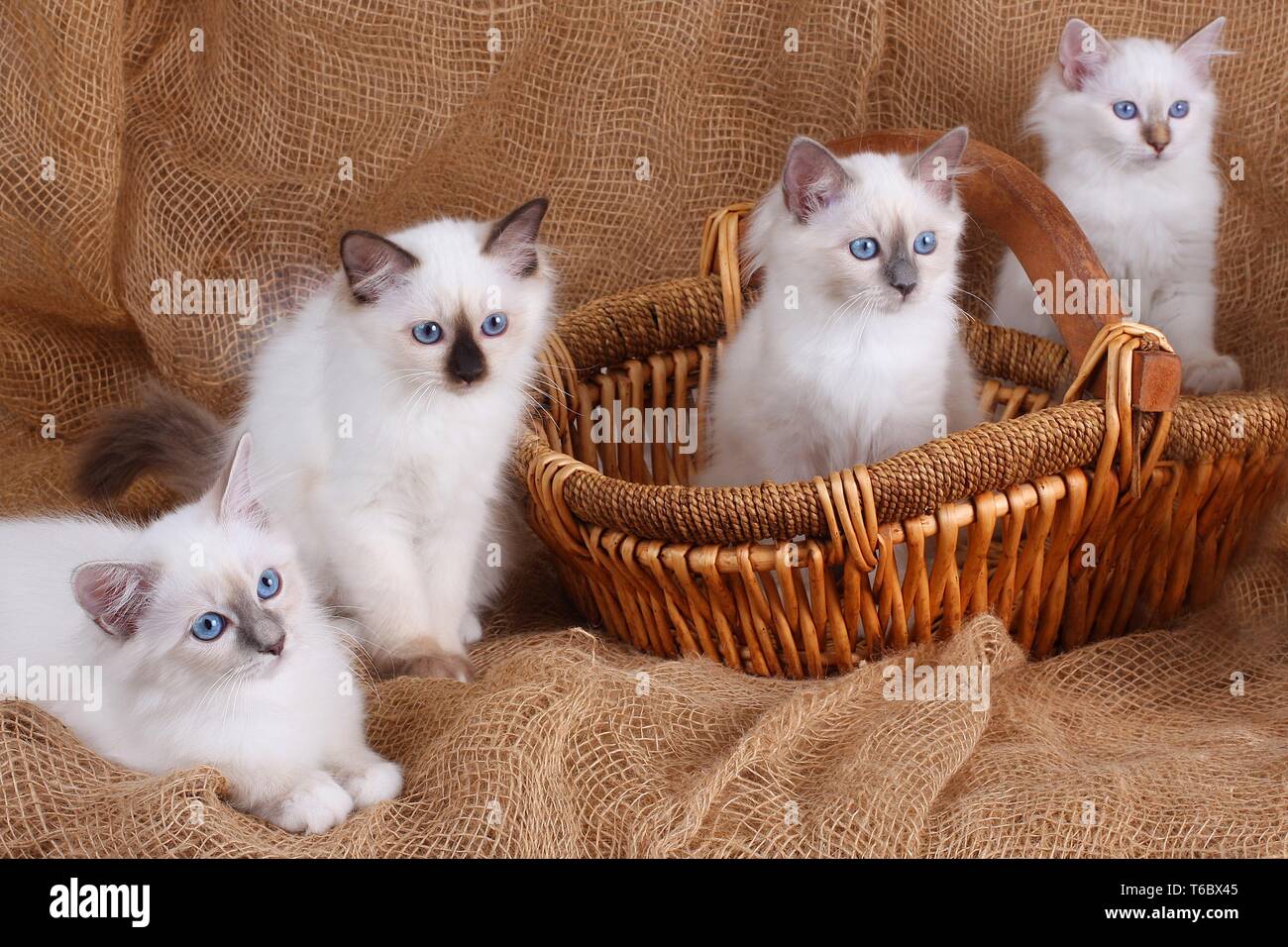 Sacred Cat of Birma, Birman Cat Stock Photo - Alamy