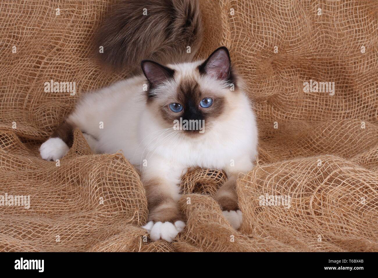 Sacred Cat of Birma, Birman Cat Stock Photo - Alamy