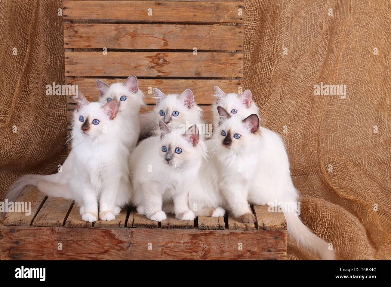 Sacred Cat of Birma, Birman Cat Stock Photo - Alamy
