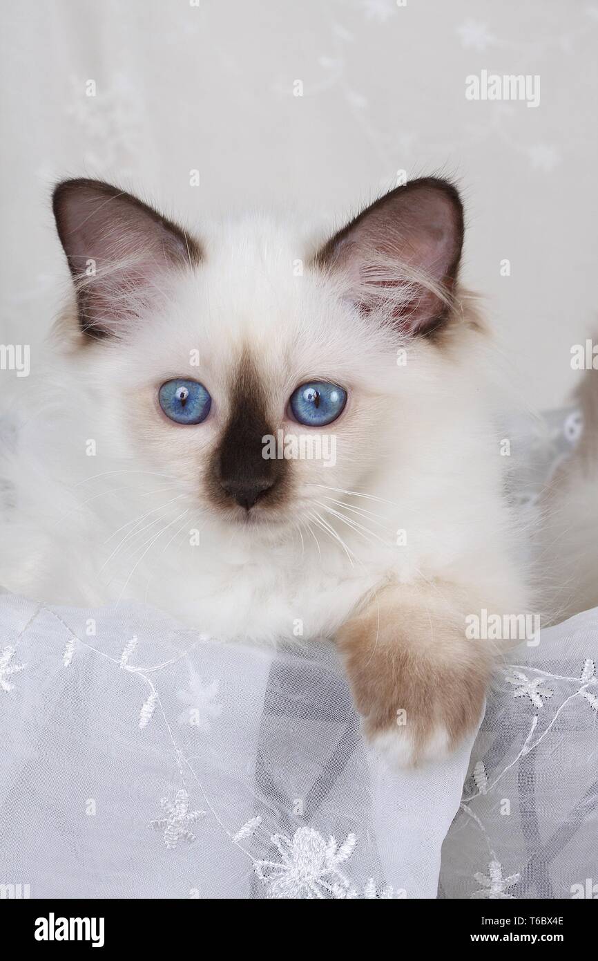 Sacred Cat of Birma, Birman Cat Stock Photo - Alamy