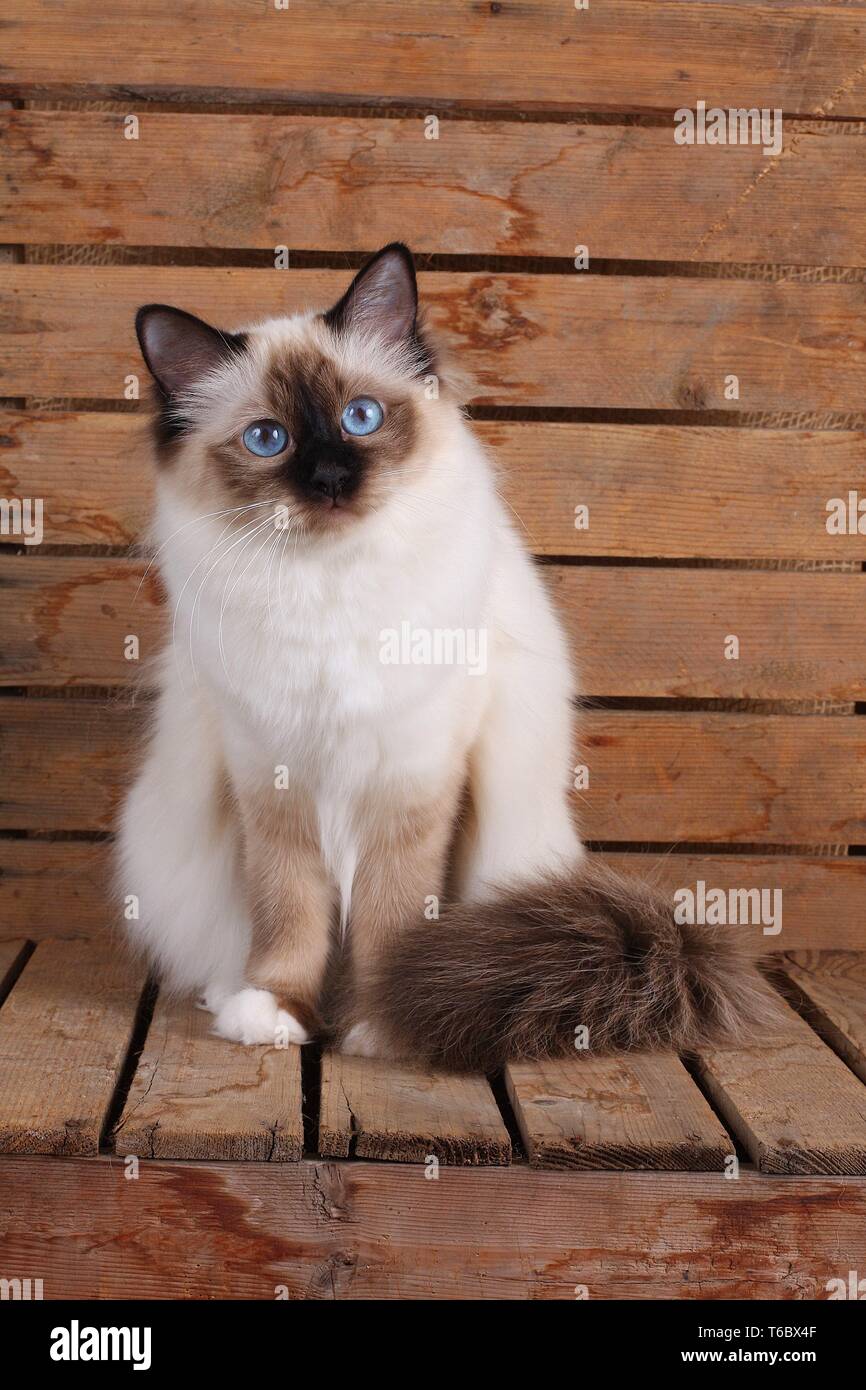 Blue pure breed cats hi-res stock photography and images - Alamy