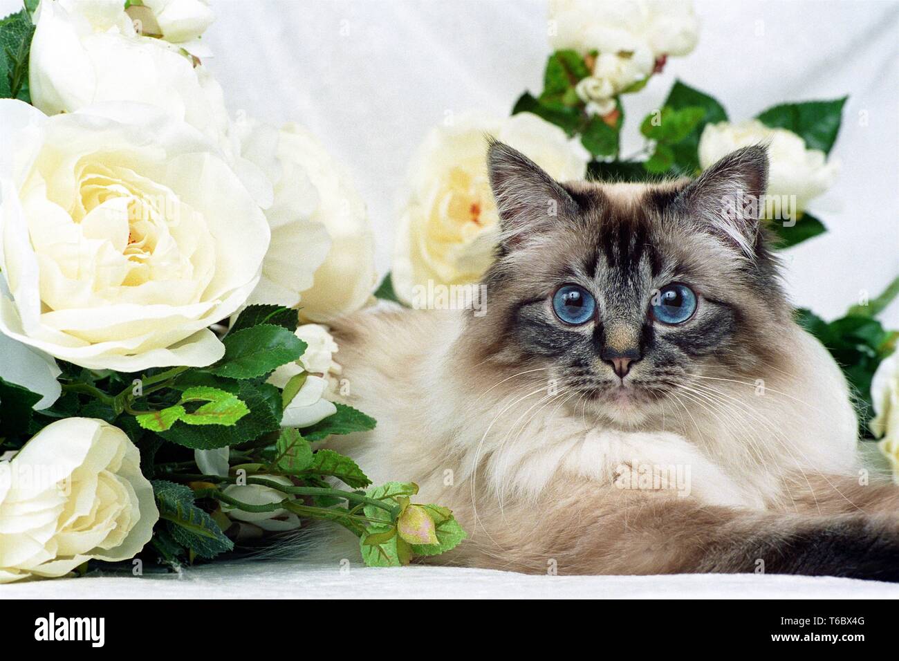 Sacred Cat of Birma, Birman Cat Stock Photo - Alamy