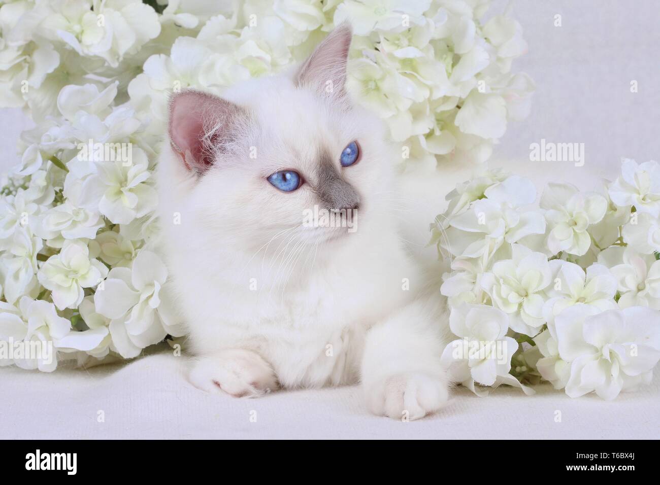 Sacred Cat of Birma, Birman Cat Stock Photo - Alamy