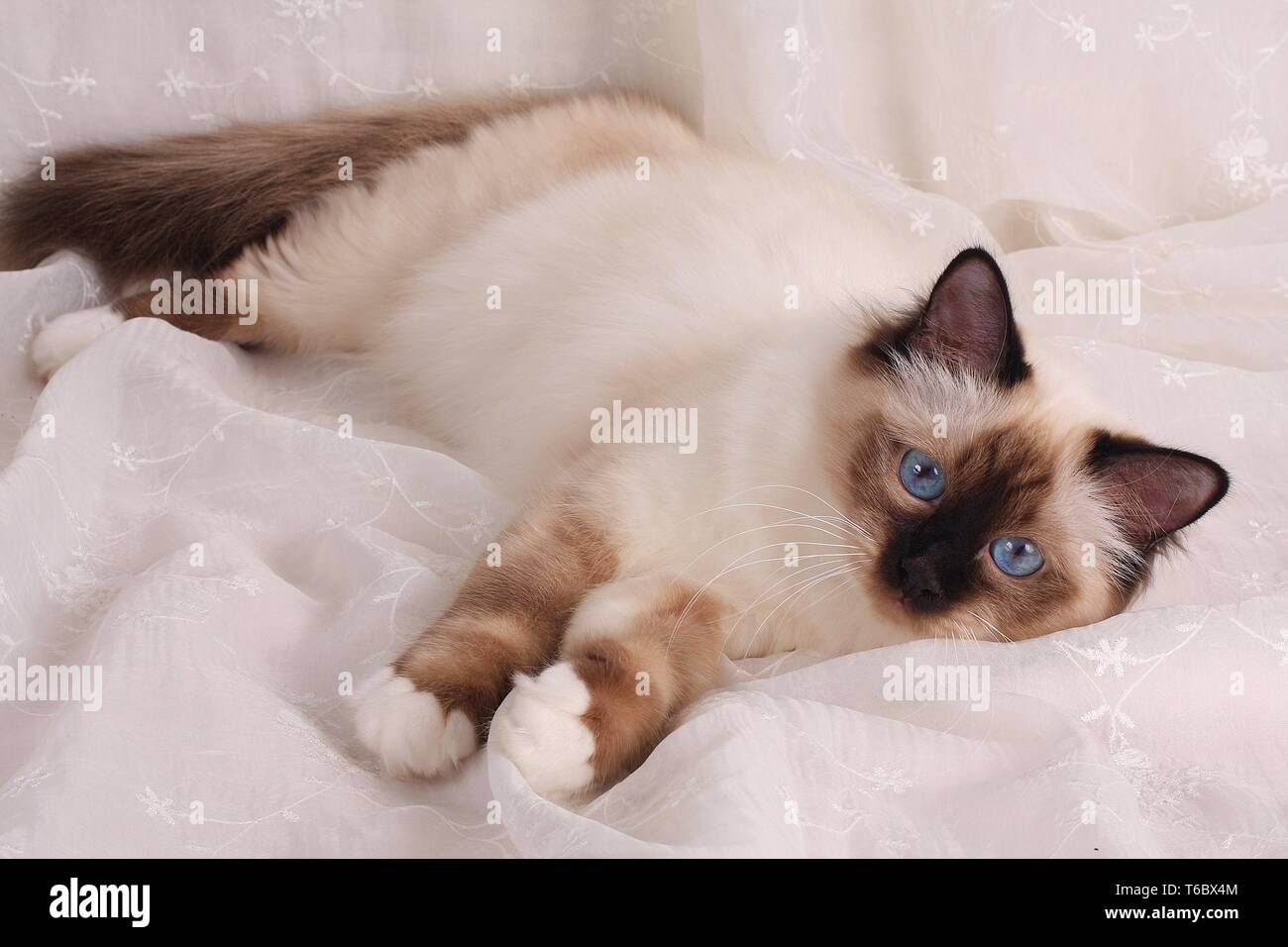 Sacred Cat of Birma, Birman Cat Stock Photo - Alamy