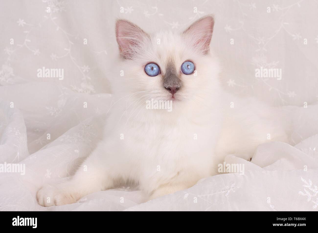 Sacred Cat of Birma, Birman Cat Stock Photo - Alamy