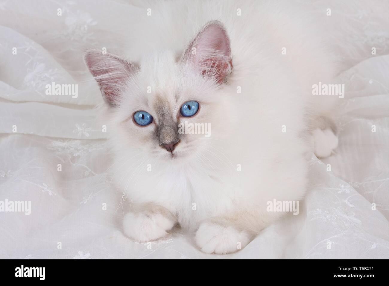 Sacred Cat of Birma, Birman Cat Stock Photo - Alamy