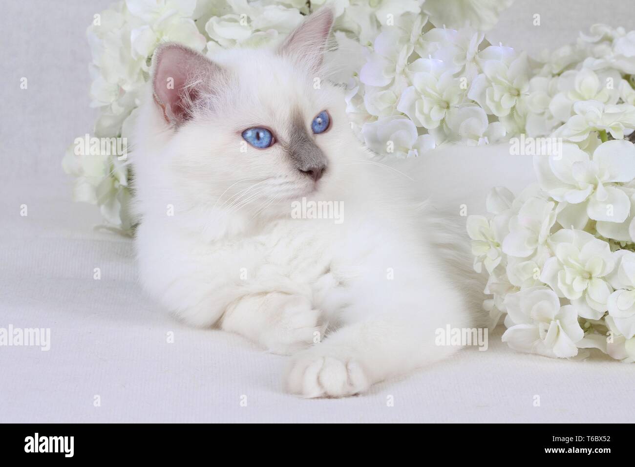 Sacred Cat of Birma, Birman Cat Stock Photo - Alamy