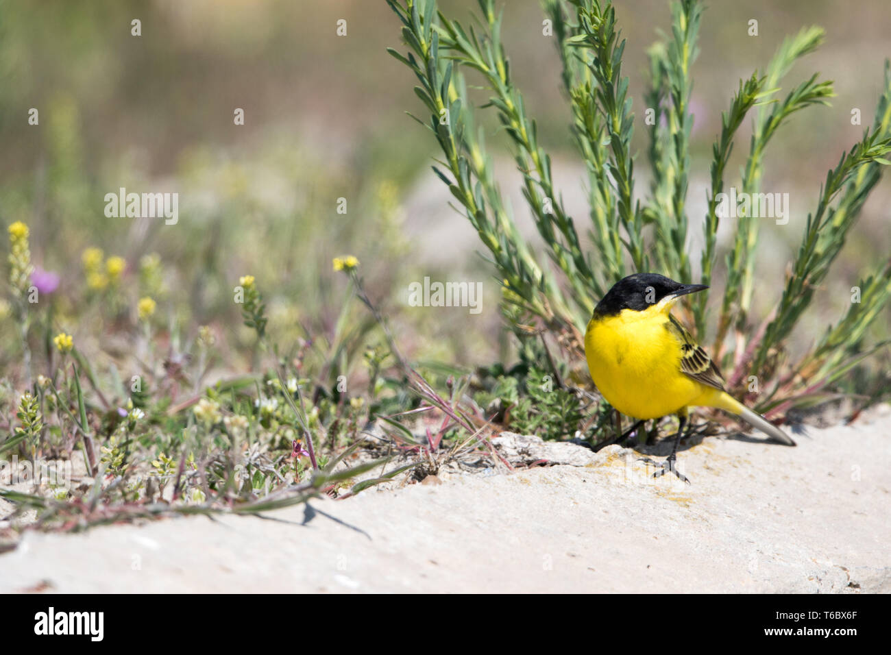 Eastern yellow wagtail hi-res stock photography and images - Alamy
