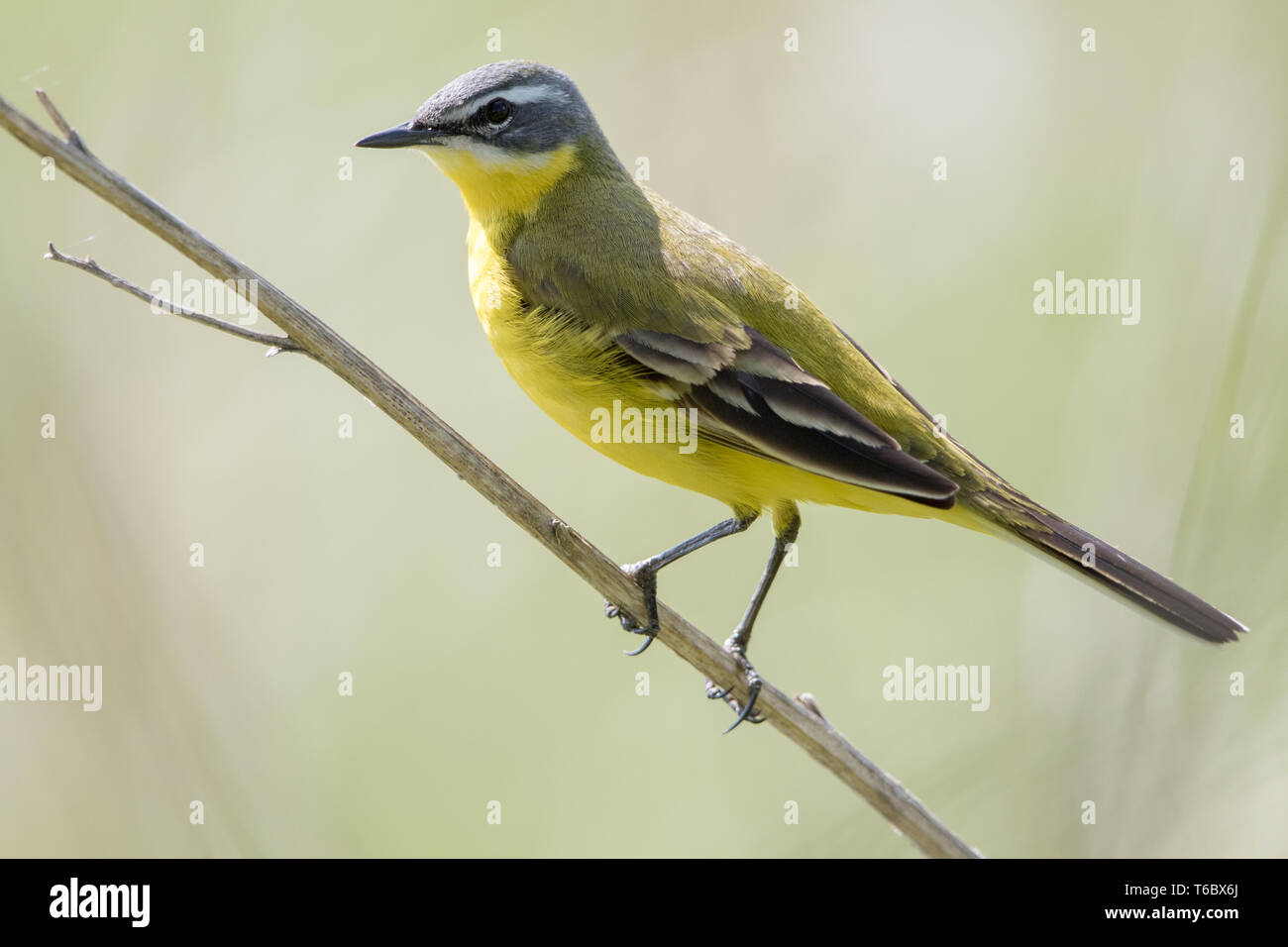 Yellow wagtail in flight hi-res stock photography and images - Alamy