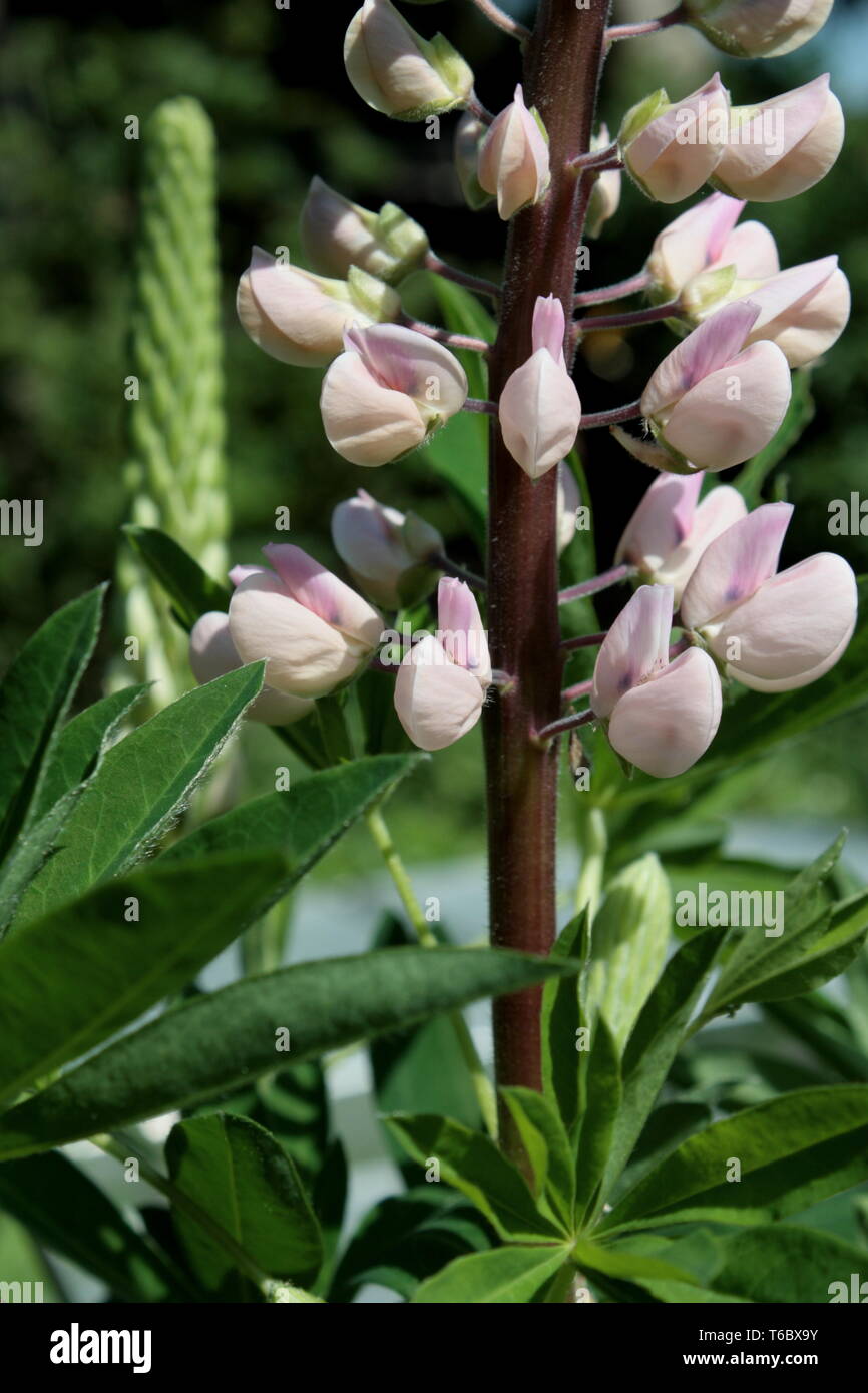 Leaf flower hi-res stock photography and images - Alamy