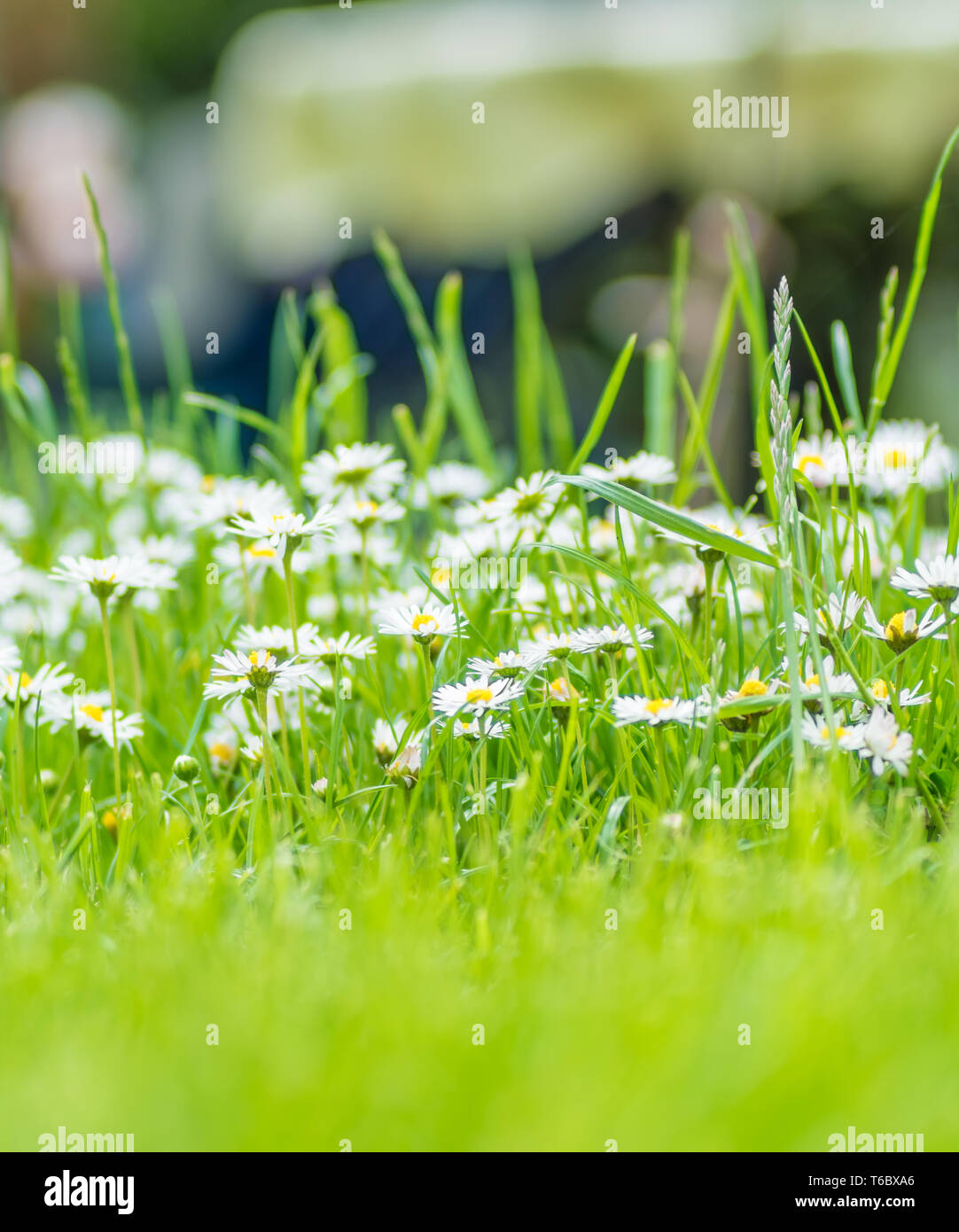 Daisy meadow hi-res stock photography and images - Alamy