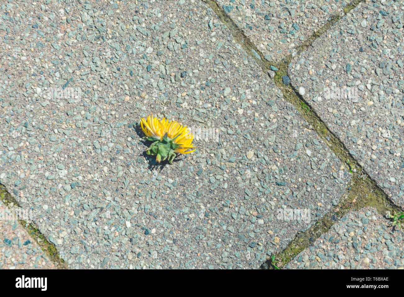 Squashed hi-res stock photography and images - Alamy