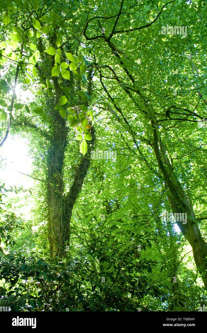 Vines tree canopy trees hi-res stock photography and images - Alamy