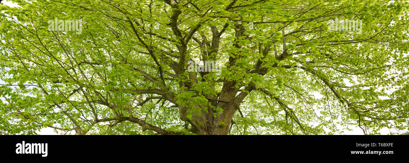 Linden tree hi-res stock photography and images - Alamy