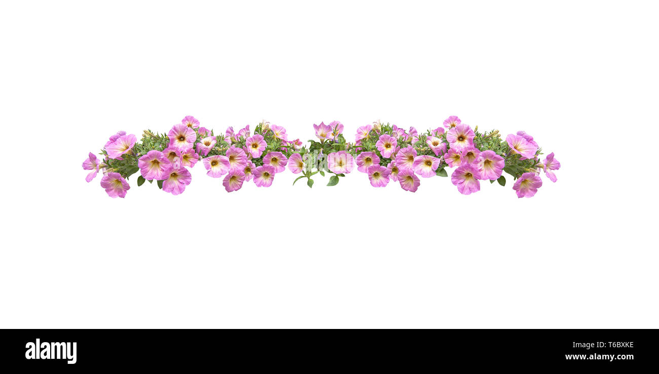 Flowering petunia Cut Out Stock Images & Pictures - Alamy