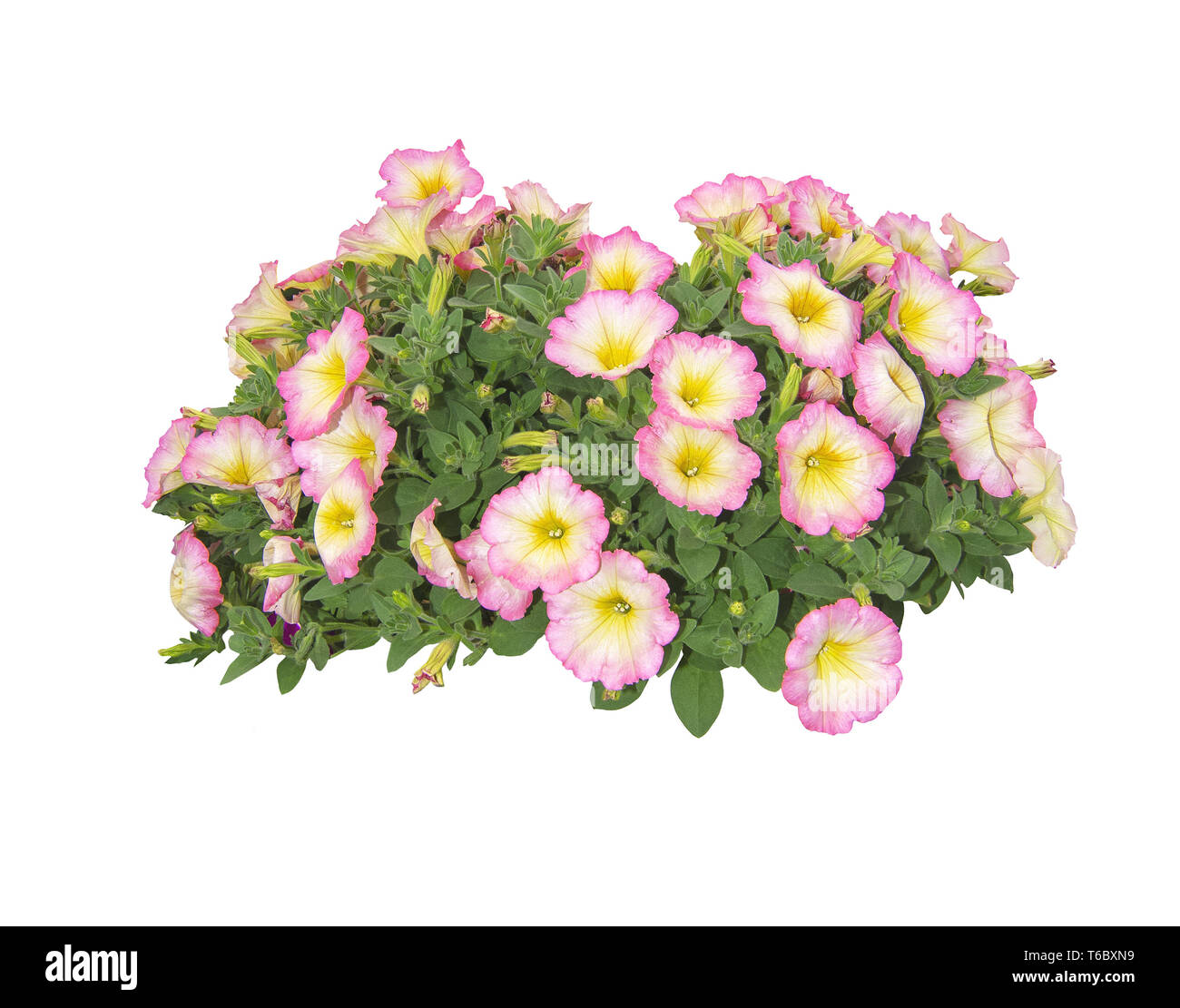 Multicolor surfinia flowers isolated on white Stock Photo - Alamy