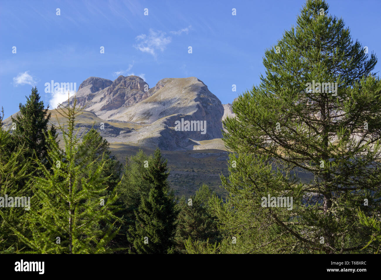 The French Alps behind pine trees Stock Photo - Alamy
