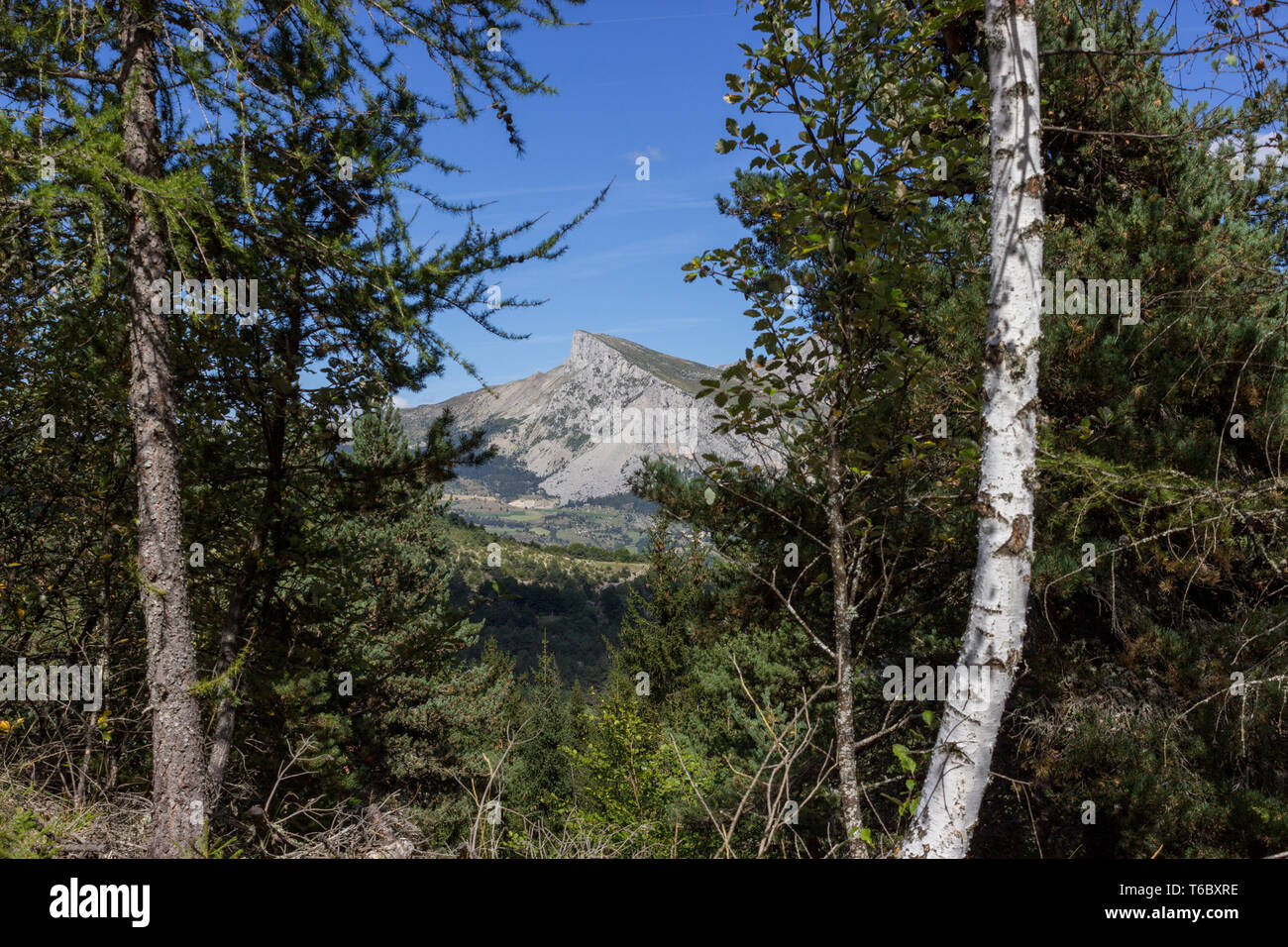 The French Alps behind pine trees Stock Photo - Alamy
