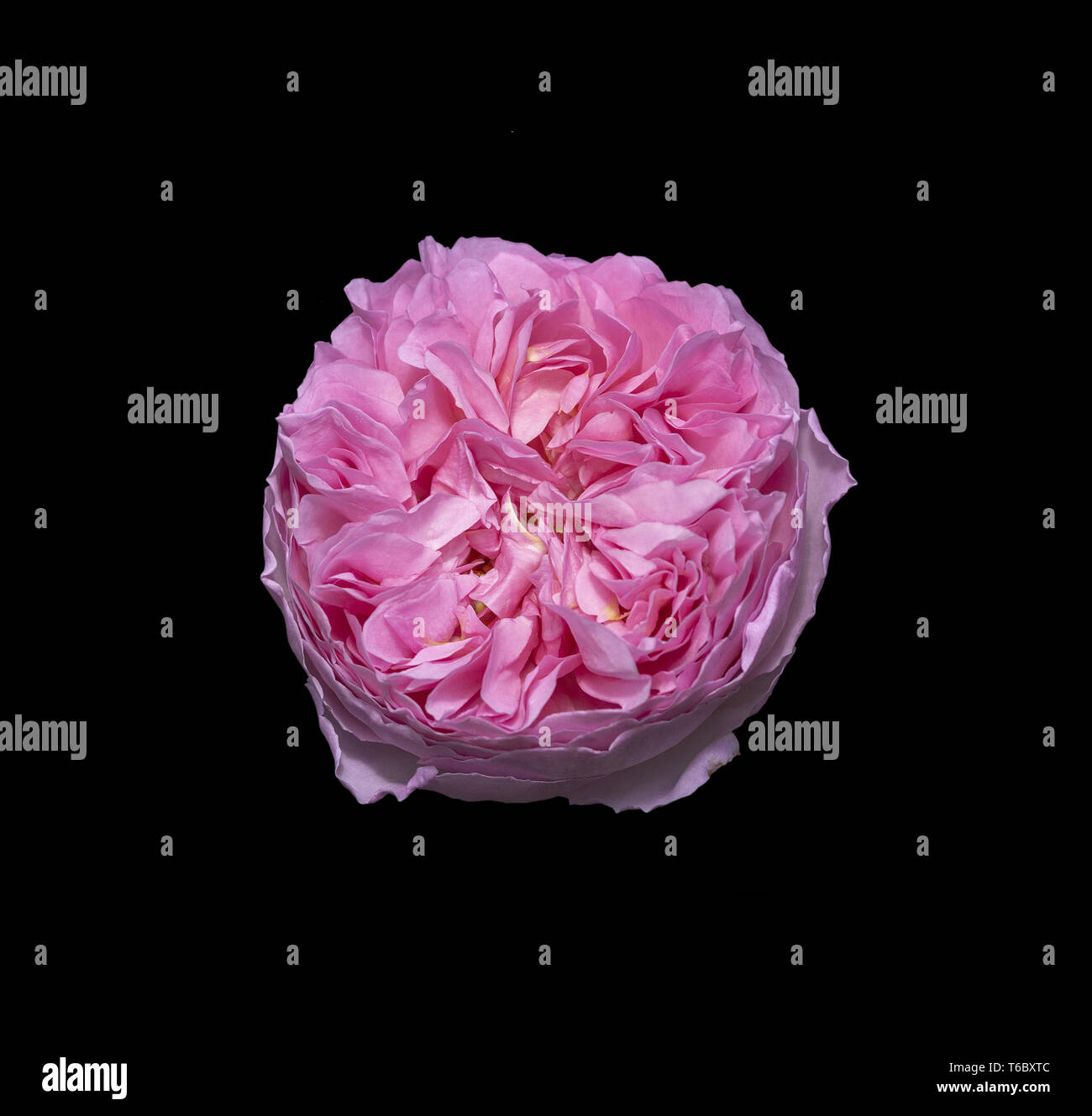 Beautiful pink double rose flower closeup isolated on black Stock Photo ...