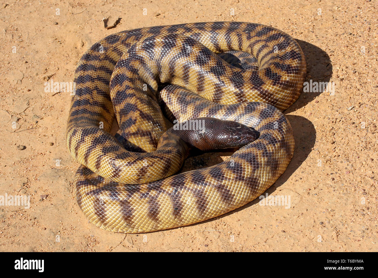 Black headed python hi-res stock photography and images - Alamy