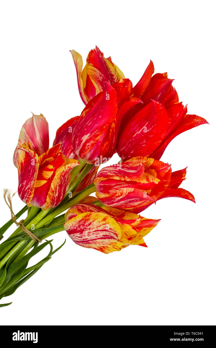 Many beautiful tulips on Cut Out Stock Images & Pictures - Alamy