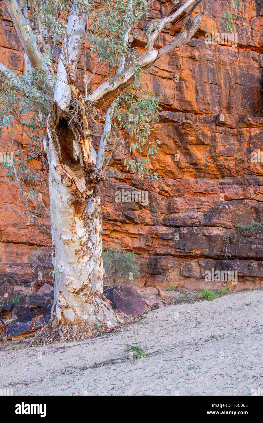 River Red Gum Stock Photo - Alamy